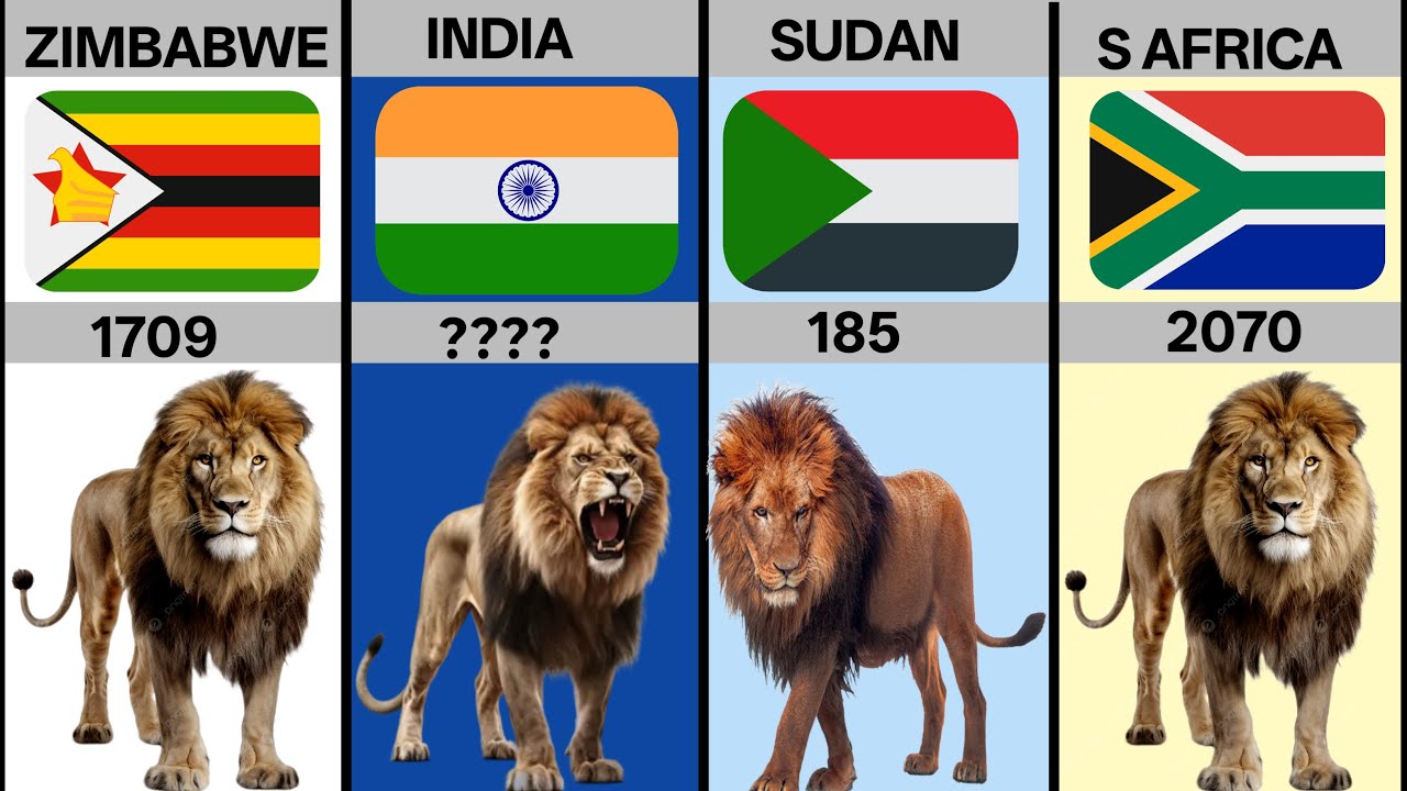 Lion Population From Different Countries | Lion population by Country ...