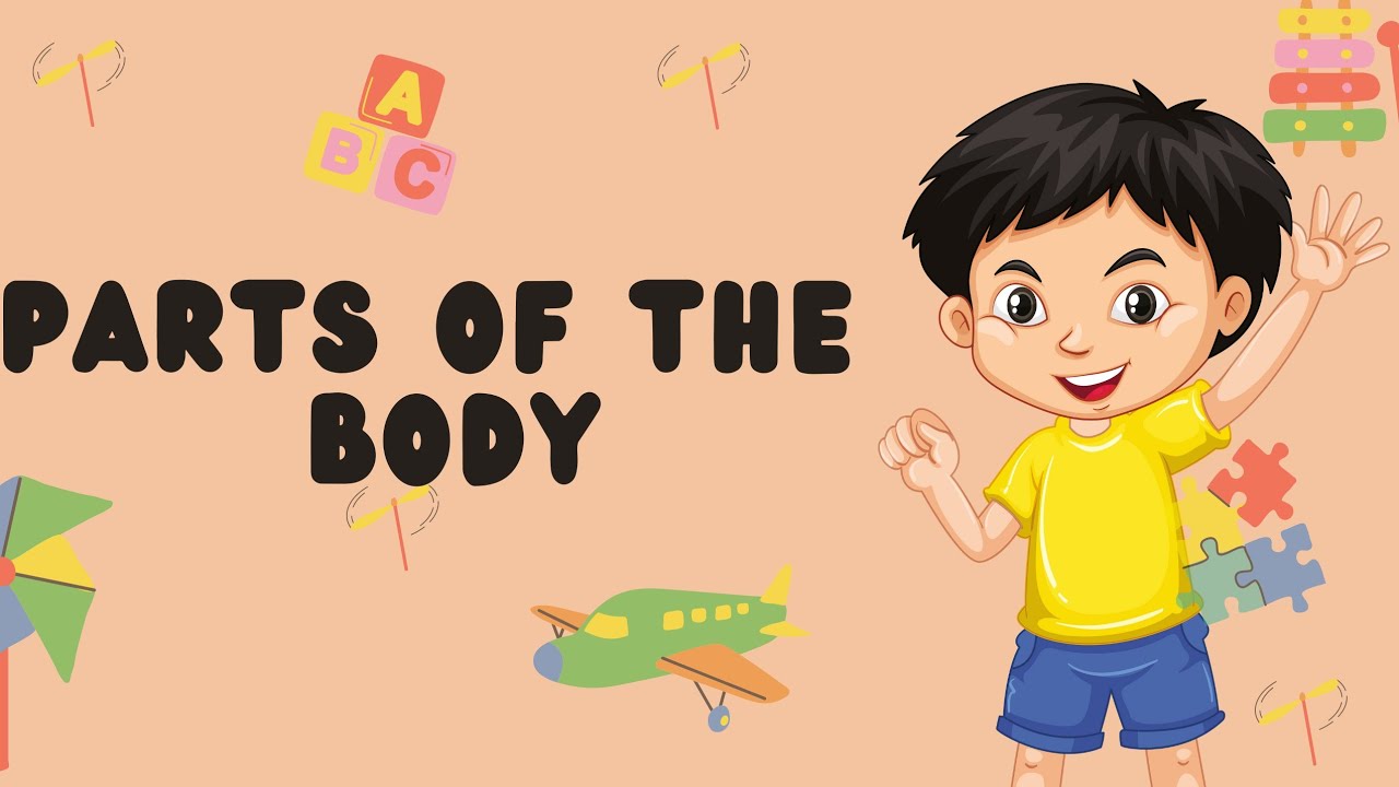 body organs cartoon | body parts | baby kids content - YouTube