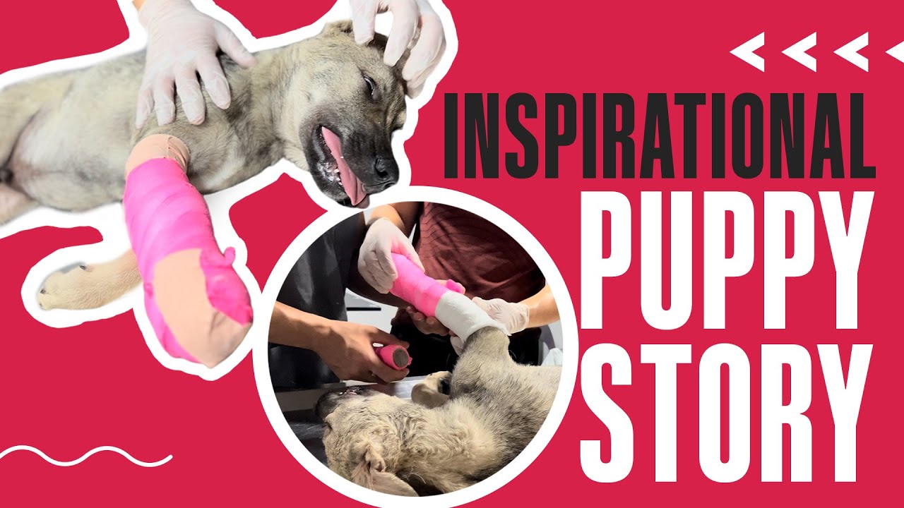 Inspirational puppy story - YouTube