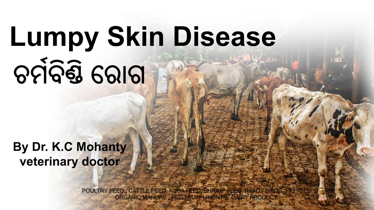 CATTLE SKIN DISEASE LUMPY || ଗୋରୁ ଗାଈ ମାନଙ୍କର ଚର୍ମବିଣ୍ଡି ରୋଗ । - YouTube