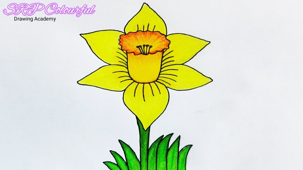 How to draw Daffodil flower || Daffodil flower drawing step by step ...