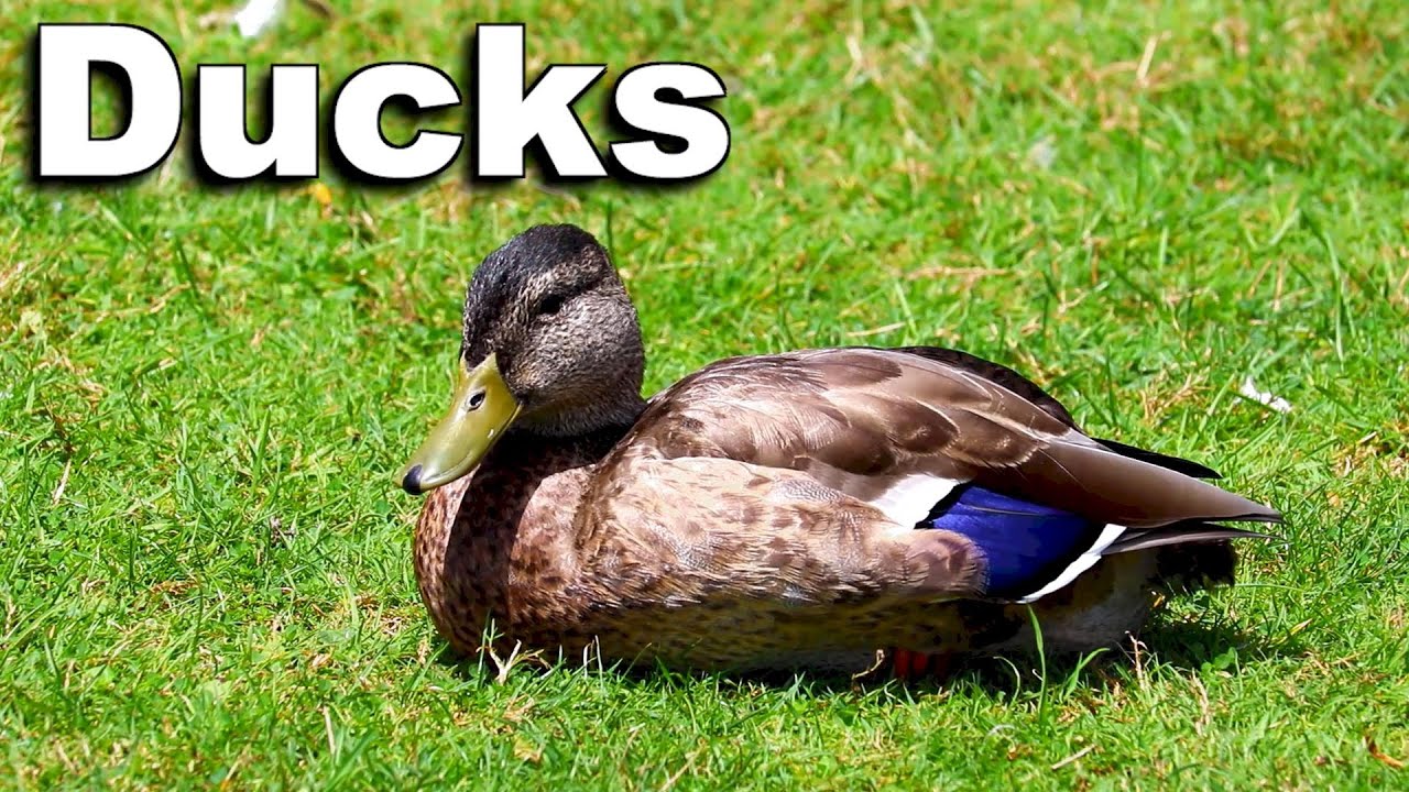Just Ducks Short - YouTube