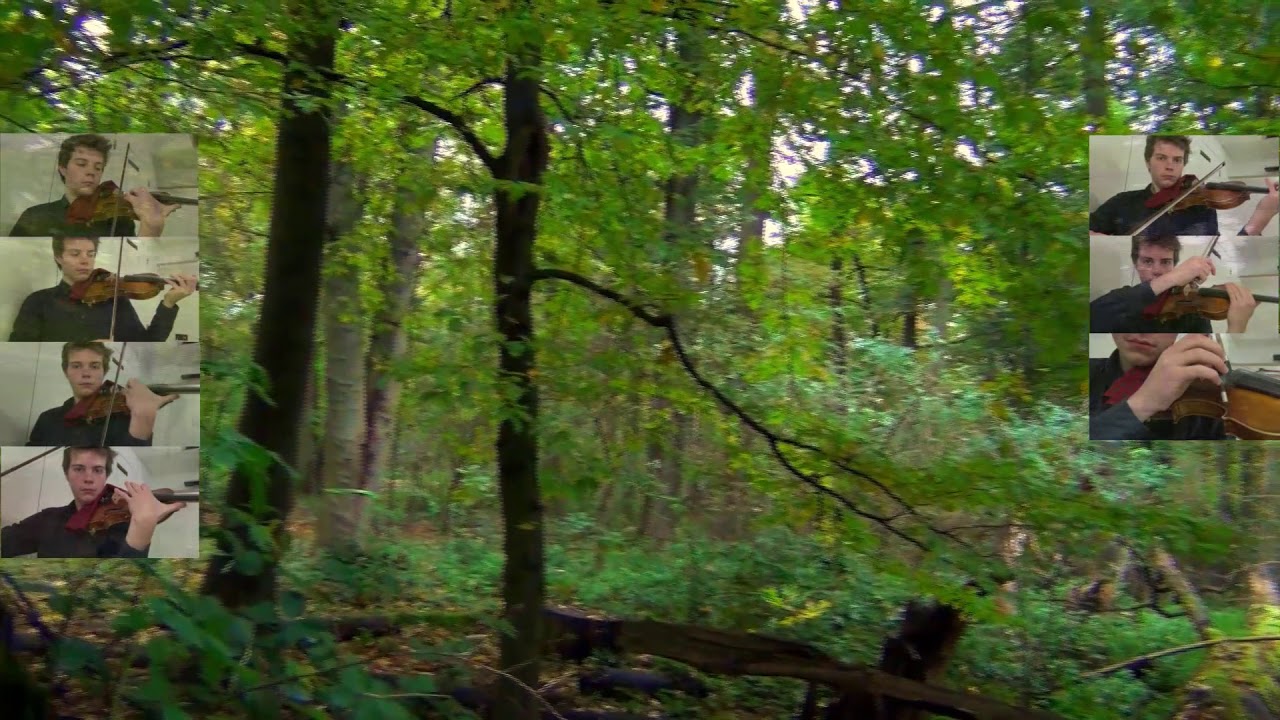 What The Forest Sounds Like On Violin - YouTube