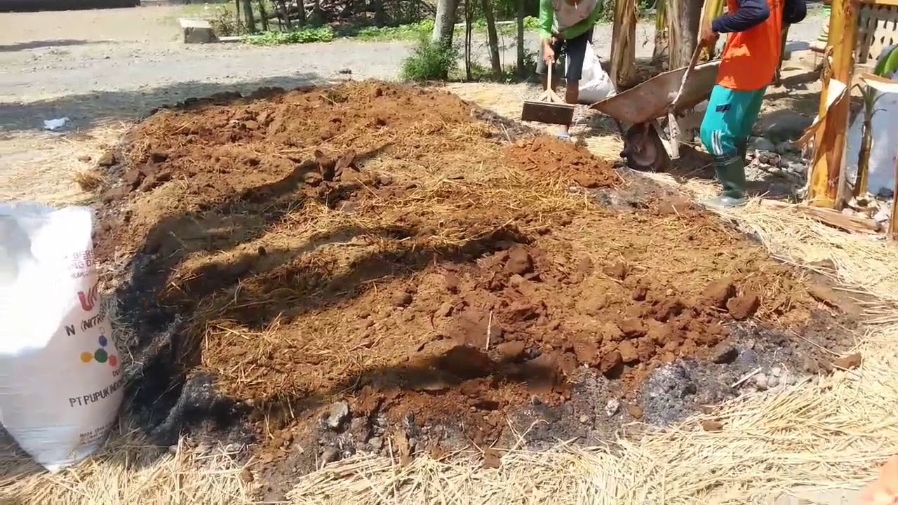 Cara pembuatan_pupuk Organik_dengan kotoran sapi!! - YouTube