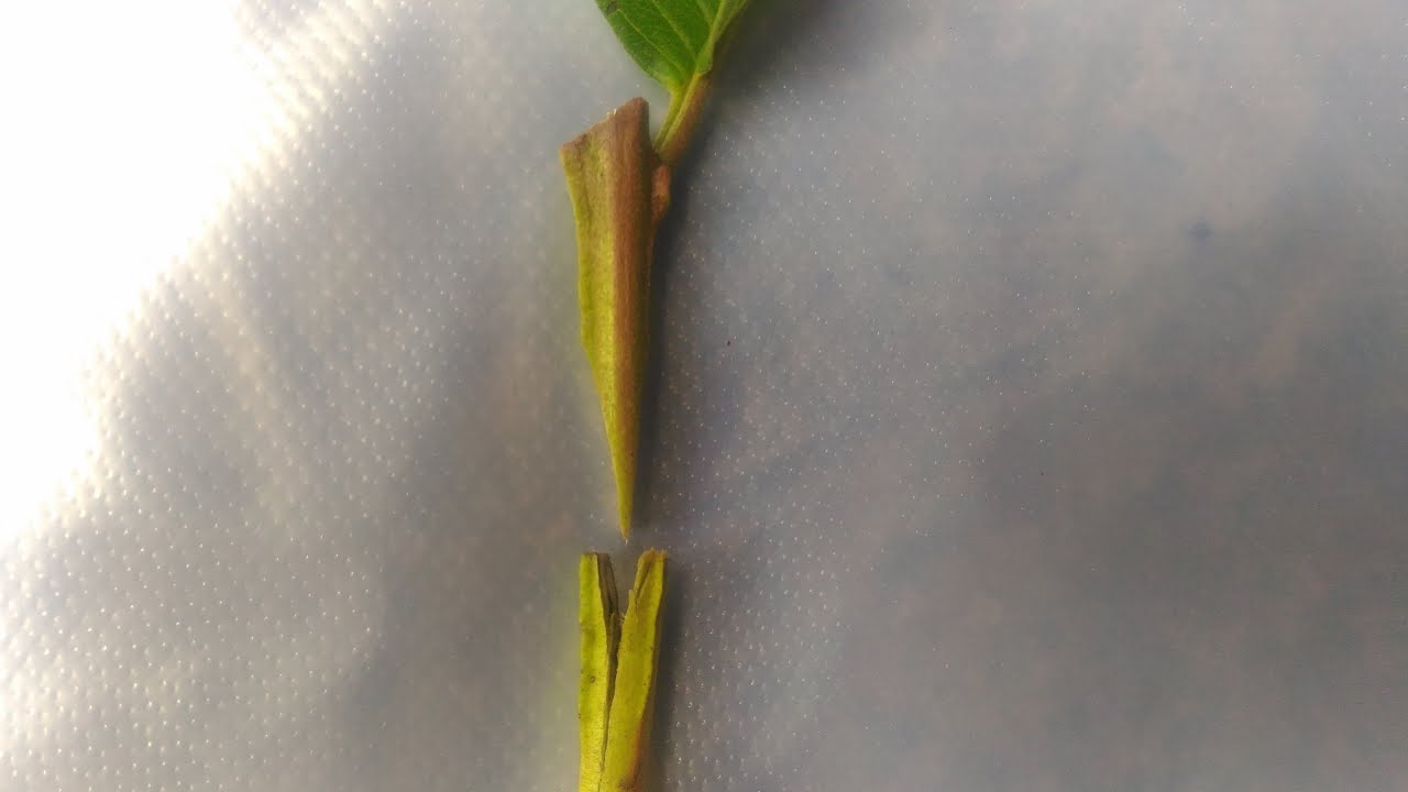 Durian grafting with three methods - YouTube