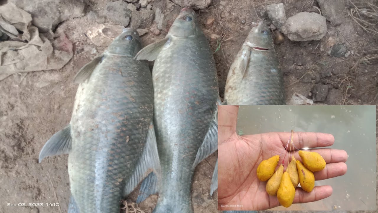 Guchha gal fishing | Black rohu (kalachi) Fishes Catching video| Odisha ...