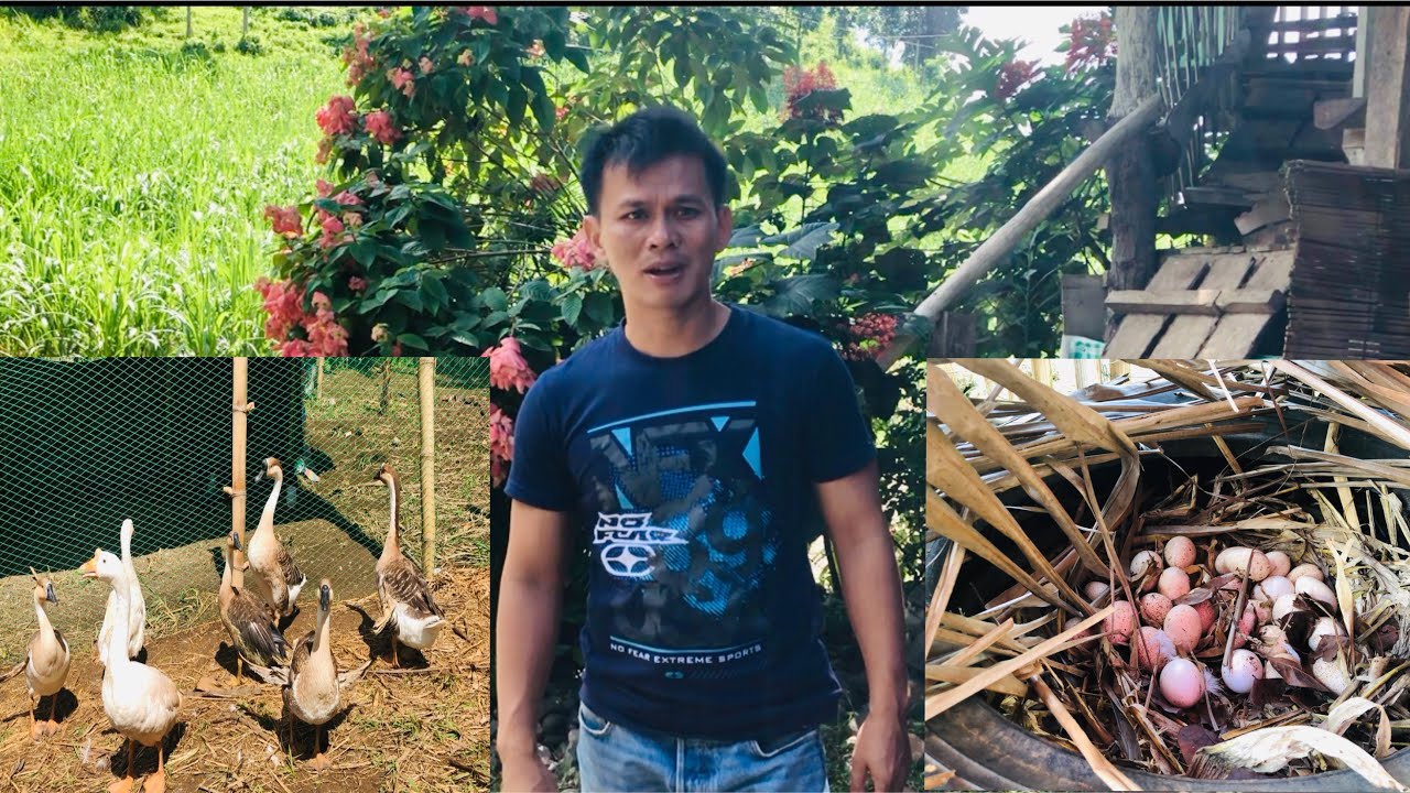 NAPAKARAMING ITLOG NG PABO SA ISANG NEST AT DAGDAG PARES NG GANSA SA ...