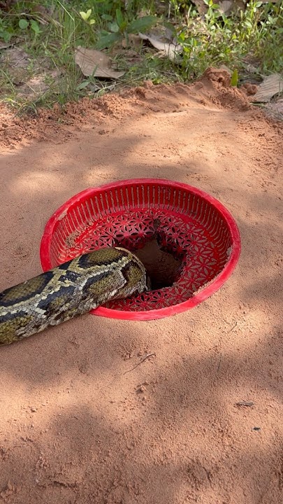 Installing Unique Quick Snake Trapping Using Red Basket Work 100% - YouTube