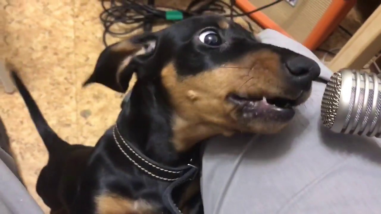 Dog and Mic - YouTube