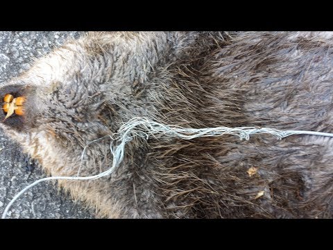 PVC Pipe Trapping for Beaver - YouTube