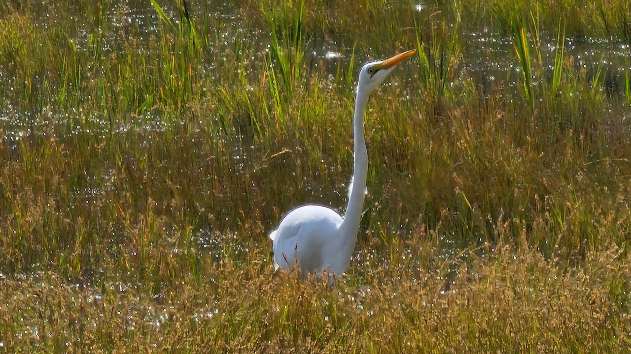 Marshlands Conservancy at high tide, Rye ,NY - YouTube