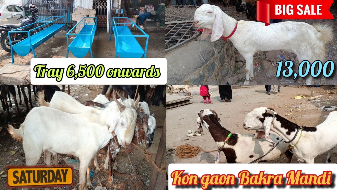 😱Bakaron ki tary and kon gaon Bakra Mandi Mini update Saturday # ...