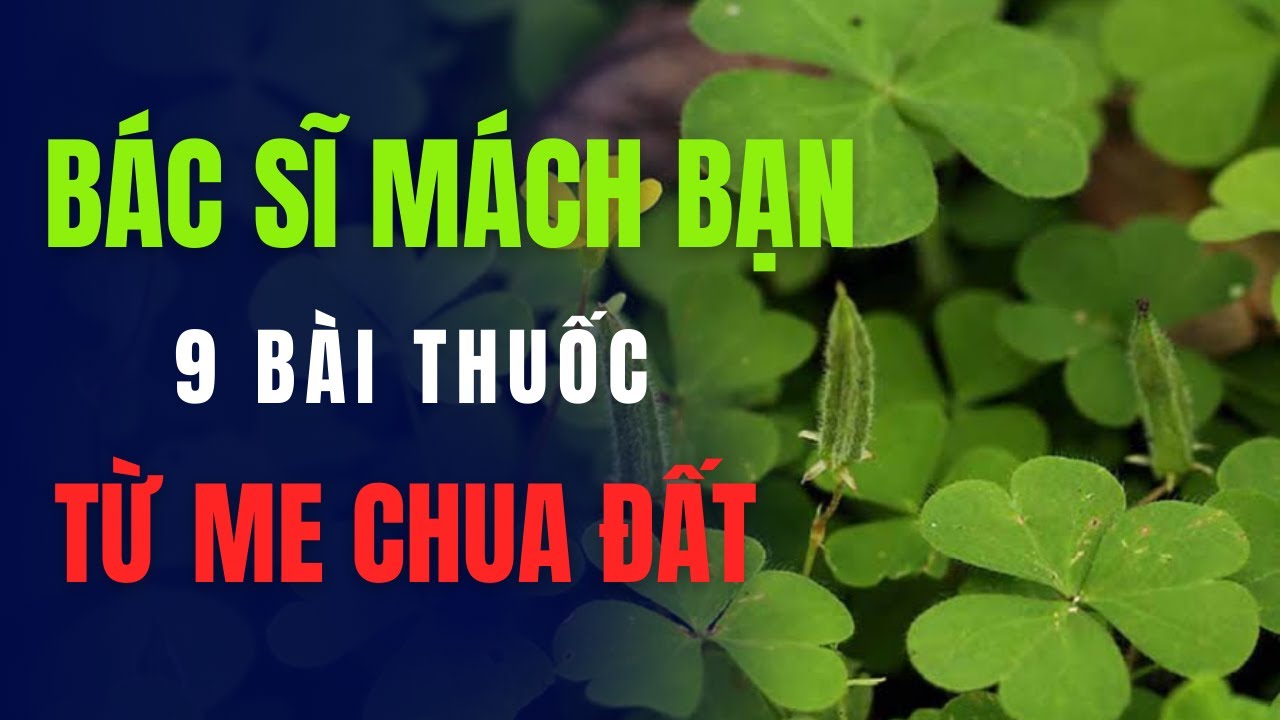 Me chua đất, những công dụng tuyệt vời cả trong ăn uống và làm thuốc ...