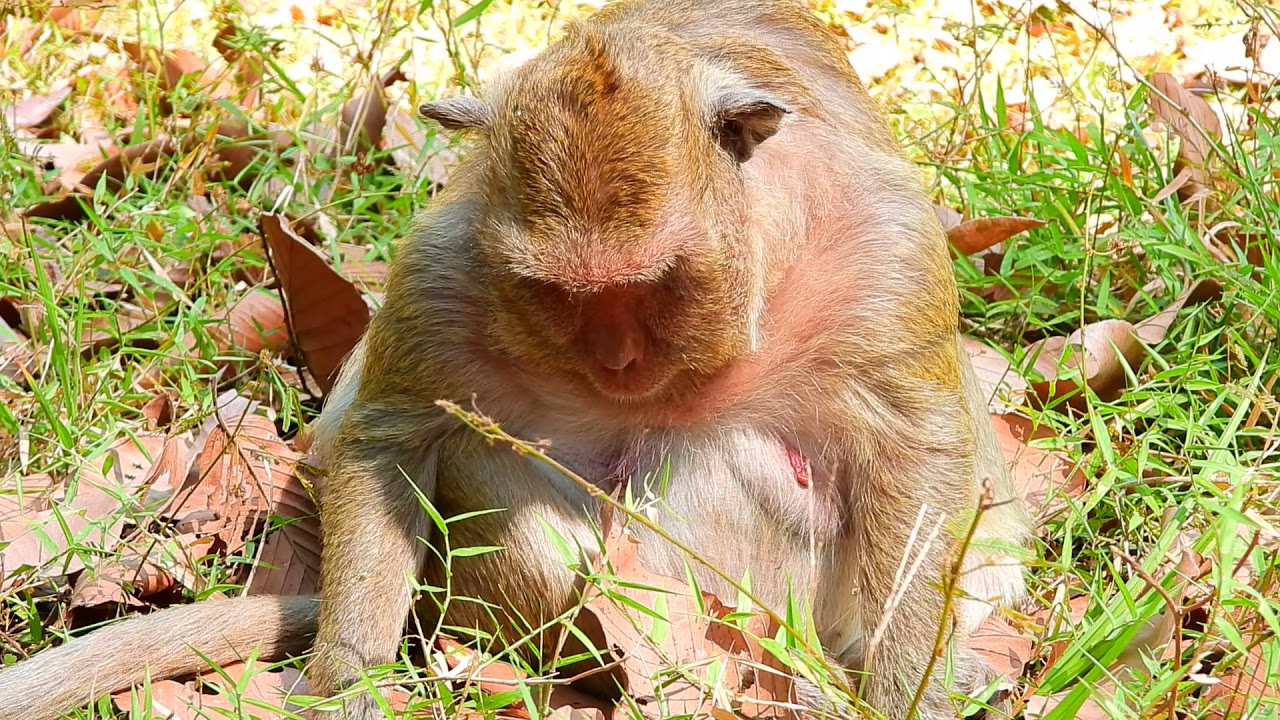 What Happen To Popeye? She Very Tired Today Poor Popeye - YouTube