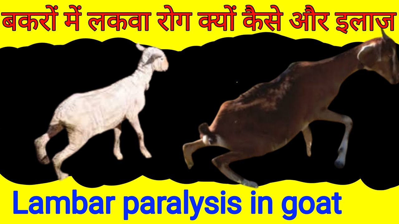 Lambar paralysis in goat | bakri ke lakwa ka ilaaj - YouTube