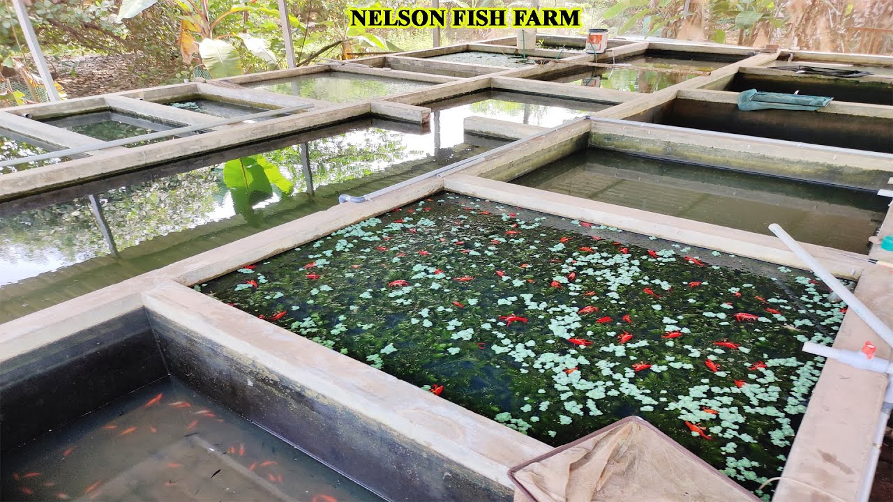 Nelson Fish Farm Tour | Part 1 - YouTube