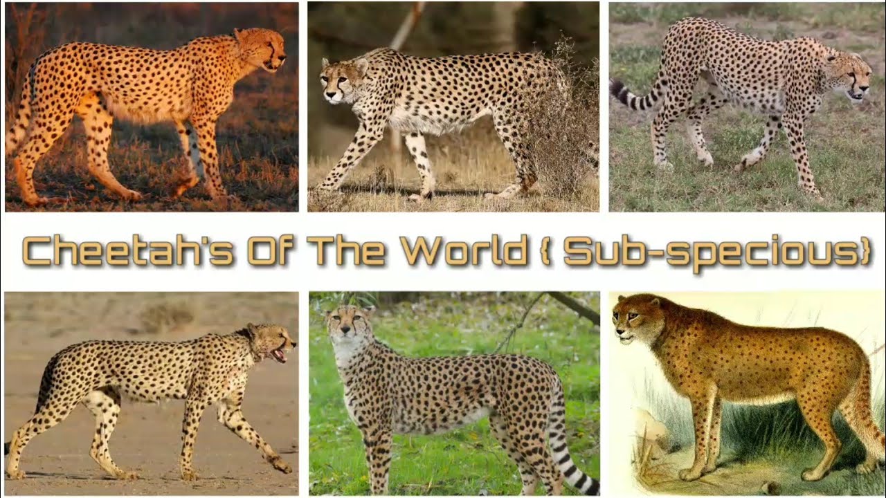 Types Of Cheetahs