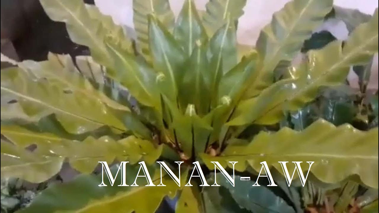 Manan-aw plant - YouTube