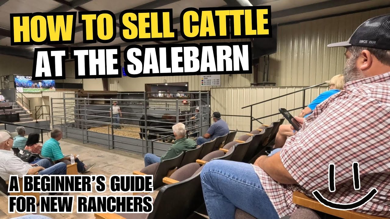 How To Sell Your Cows At The Salebarn - A Beginner's Guide for New ...