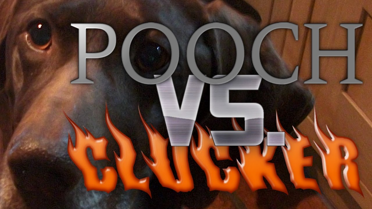 Pooch vs Clucker | Epic Battle of Mammal versus Bird! - YouTube