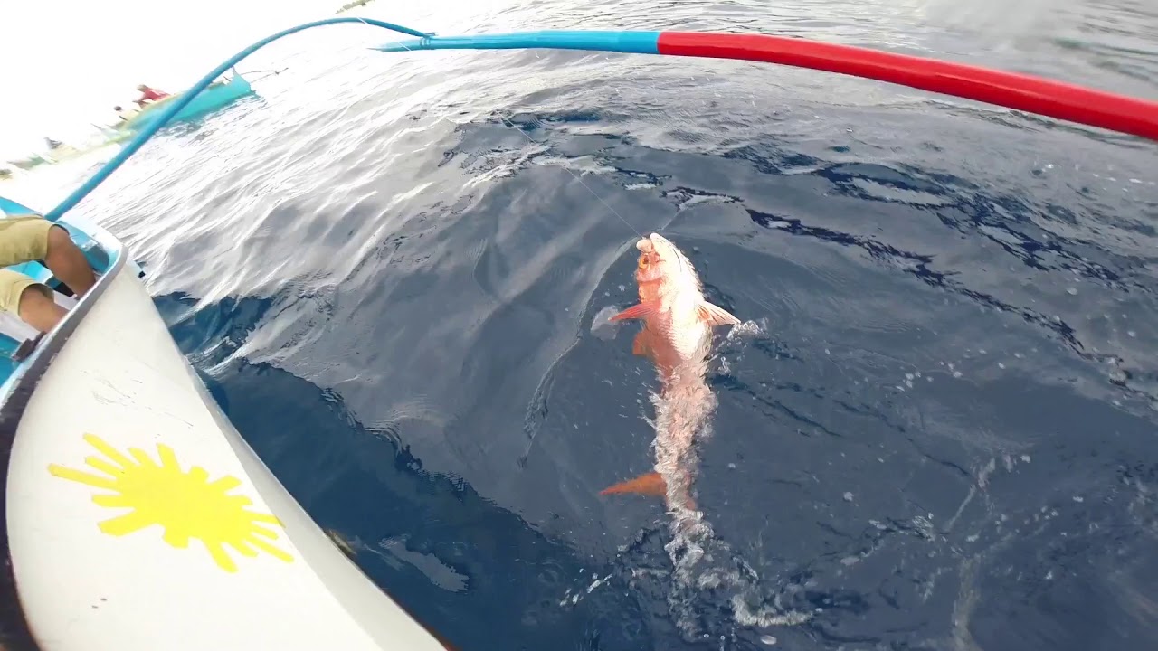 Queen red snapper on okuma cedros - YouTube
