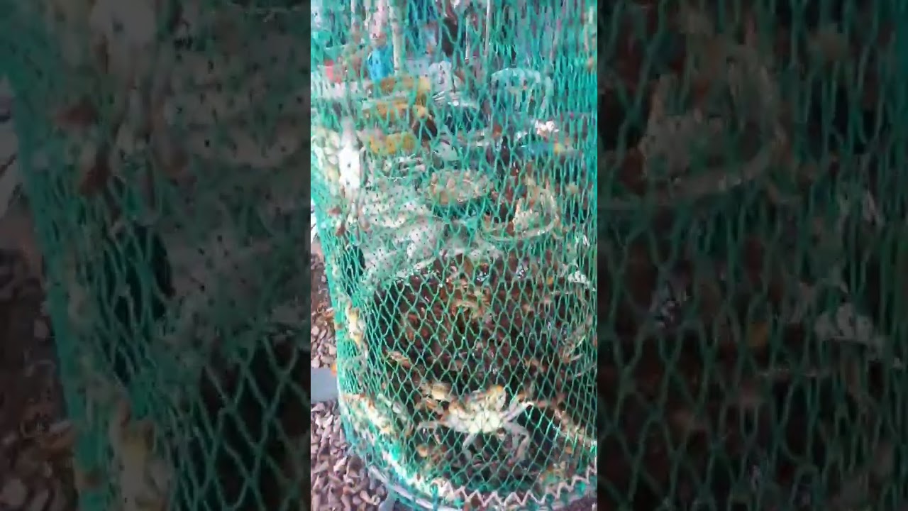 Fresh crablets - YouTube