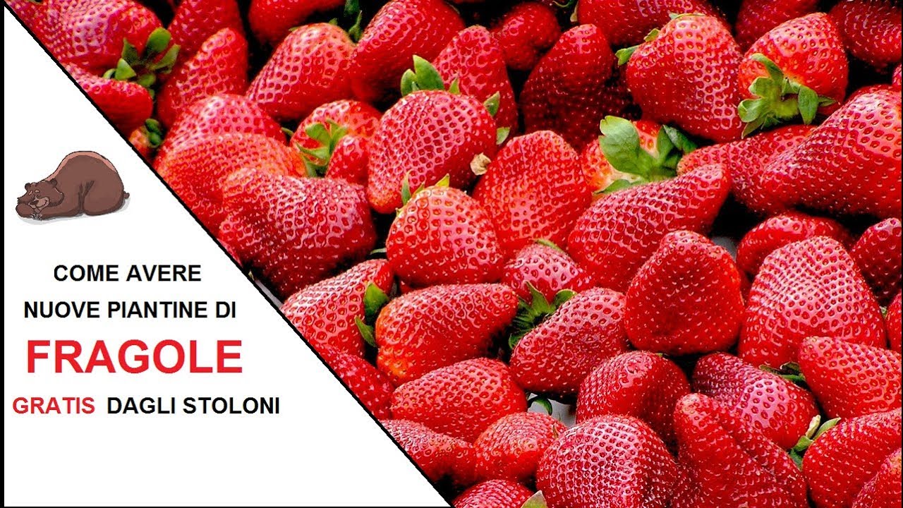 Come avere nuove piantine di fragole gratis dagli stoloni - YouTube
