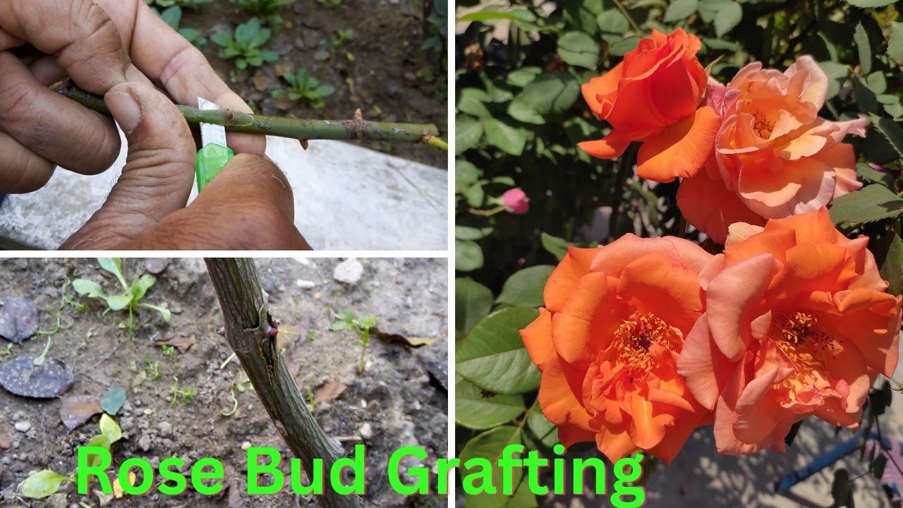 Rose Bud Grafting| Grafting Of Rose Plant With Full Update| Rose ...