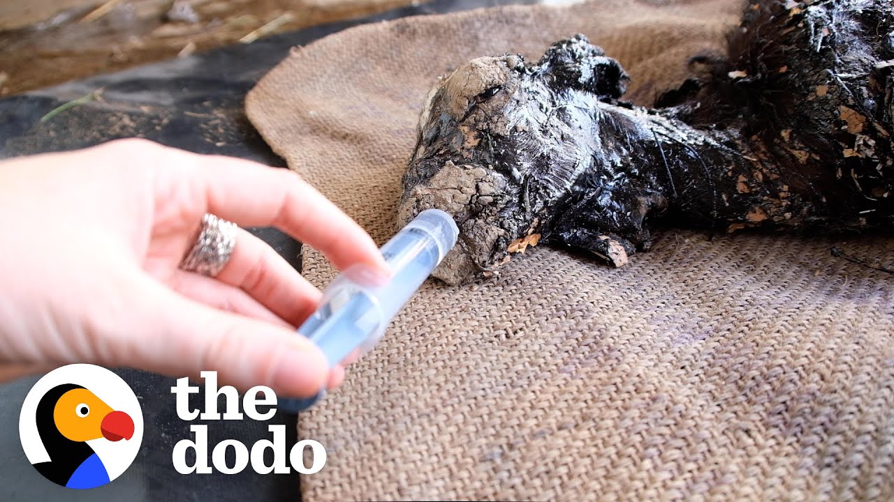Baby Goat Covered In Tar Gets Baths For Three Days, And... | The Dodo ...