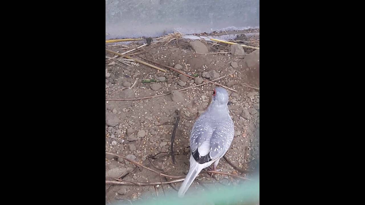 Diamond doves making nest - YouTube