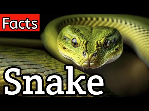 "Unbelievable Facts About Snakes: Discover the Astonishing Truth ...