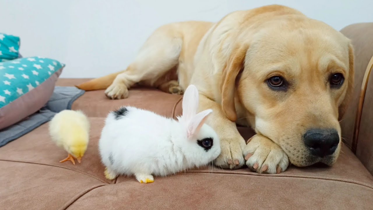 Labrador dog, Chick and Rabbit | Cute pets - YouTube