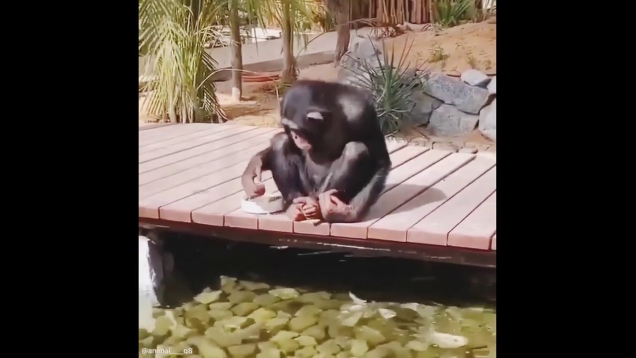 Unbelievable monkey feeds a fish - YouTube