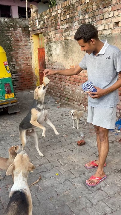 Mini Vlog 😂😂 || #animals #comedy #youtubeshorts #minivlog #vlogs #trending #funny #viralvideo ...