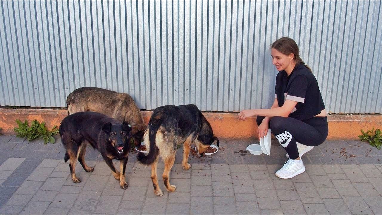Things You Can Do to Help Stray Dogs in your Community - YouTube