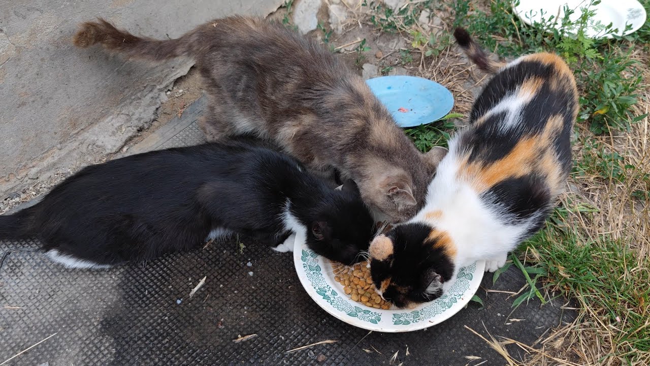 Three cats eat from one plate)) - YouTube