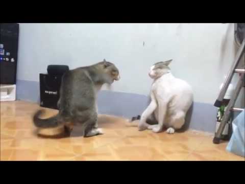 ADANA MERKEZ PATLIYO HERKES pisiyler