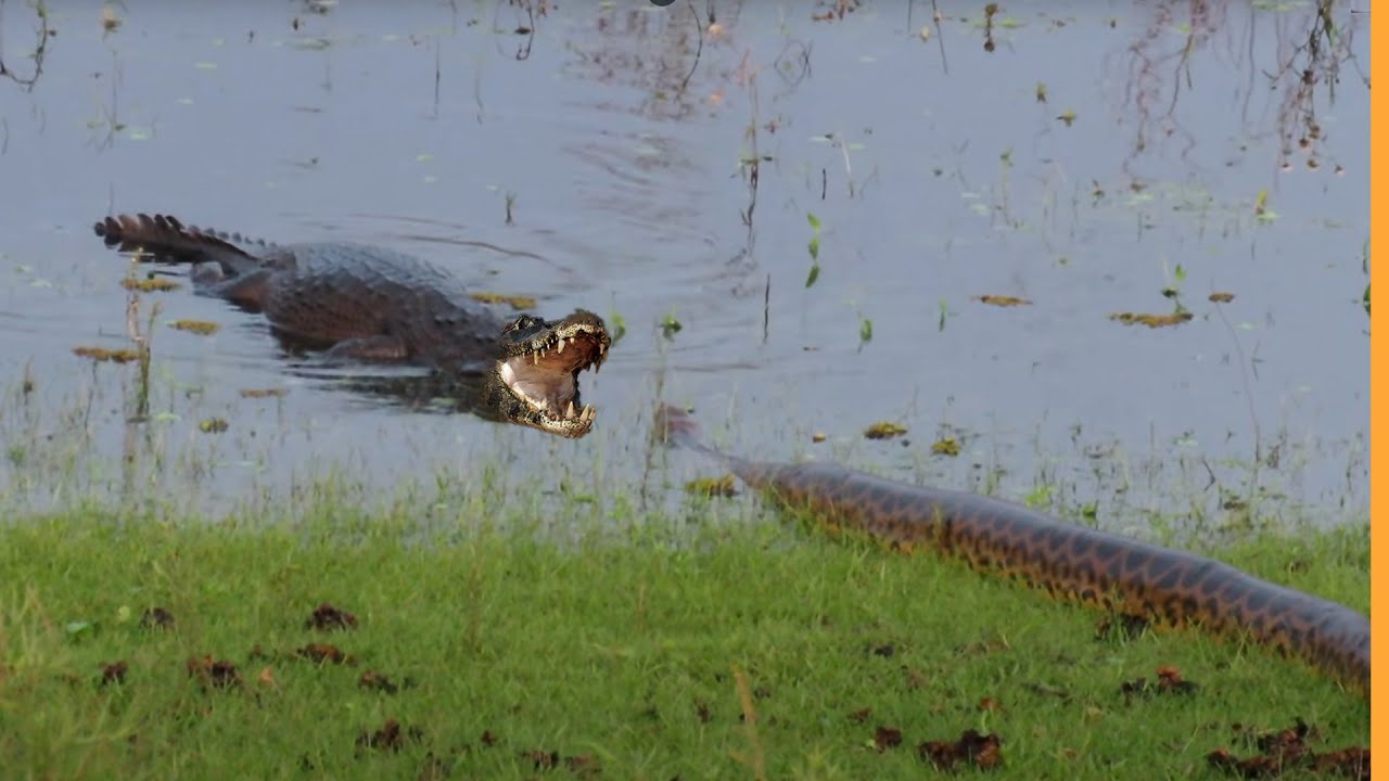 IMPRESSIONANTE JACARÉ ATACA SUCURI - YouTube