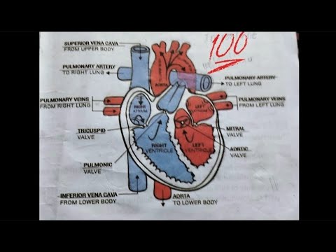 Heart blood circulation process drawing ||step by step|| Very useful ...