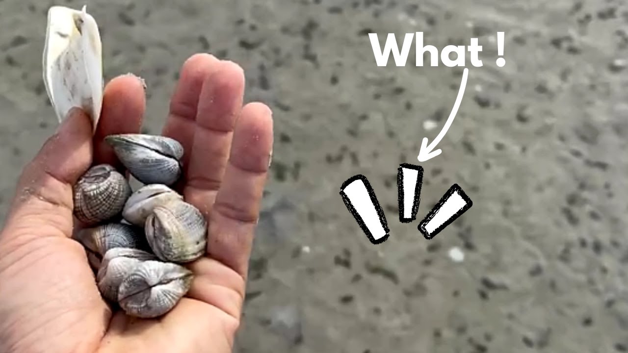 Finding Amazing Sea Creatures in the beach | Catching SEA CREATURES and ...