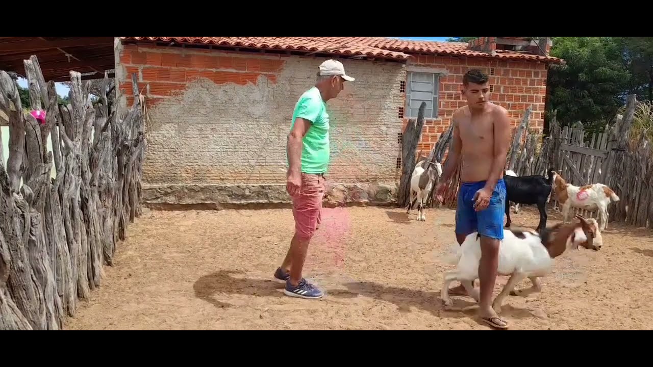 capando os bodes!🌵 - YouTube