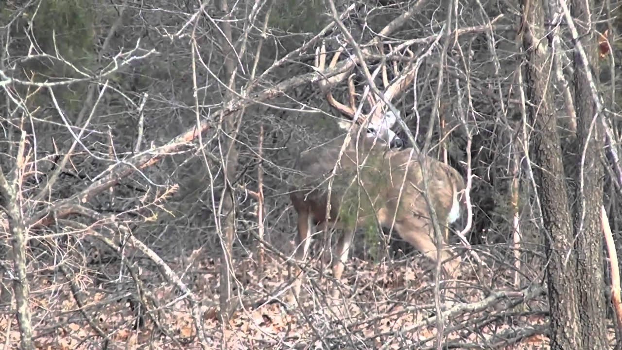 240" Whitetail Deer - YouTube