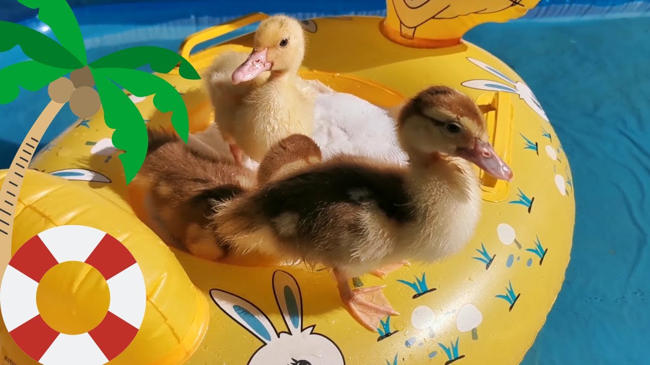 Water pool party with newborn ducklings.Adorable and lovely ducklings ...