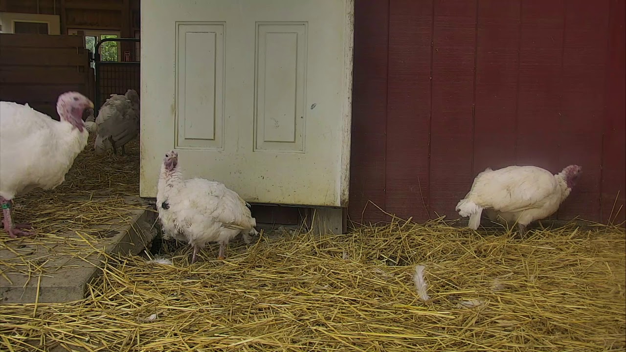 Turkey Barn Cam 09-25-2018 05:22:19 - 06:22:20 - YouTube