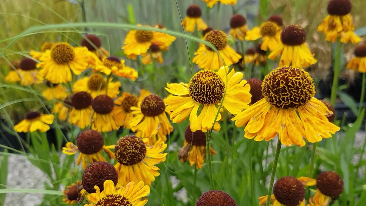 Helenium 'Wyndley' - YouTube