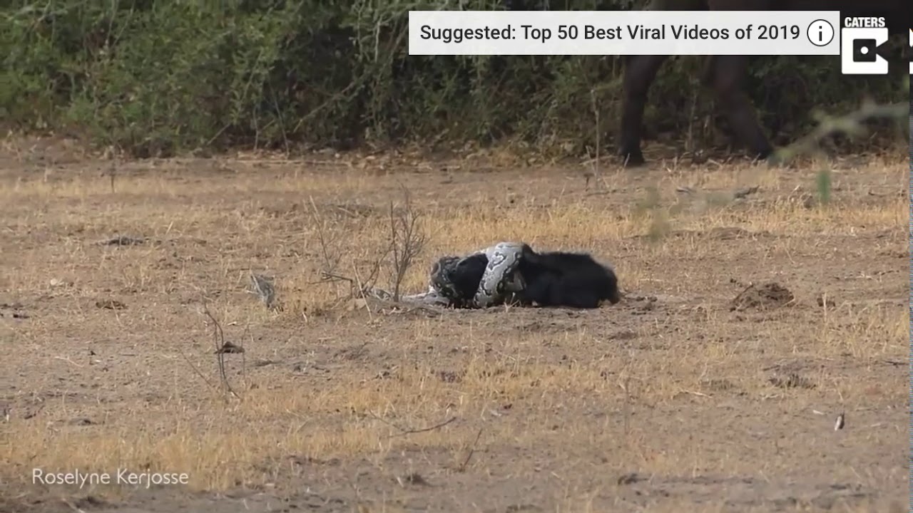 Honey Badger fights off a Python and 2 Jackals - YouTube