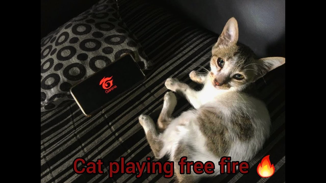 CAT PLAYING FREE FIRE || NEW rampage bundles\\unboxing||diamond give ...