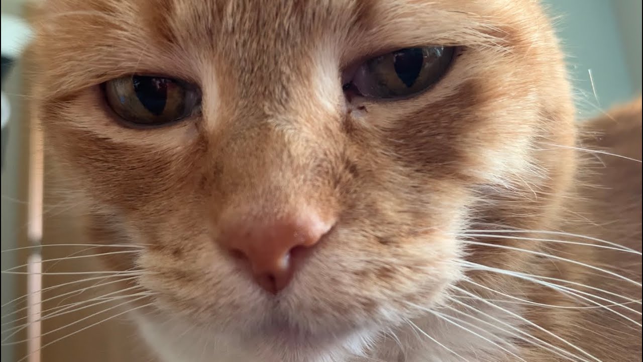 Short Video of My Cat Purring (ASMR) - YouTube