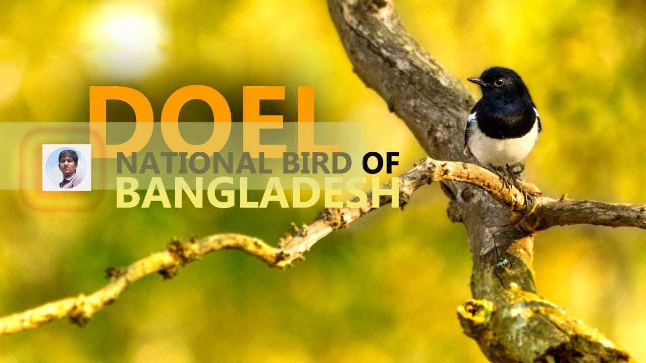 National Bird of Bangladesh।। বাংলাদেশের জাতীয় পাখি - YouTube