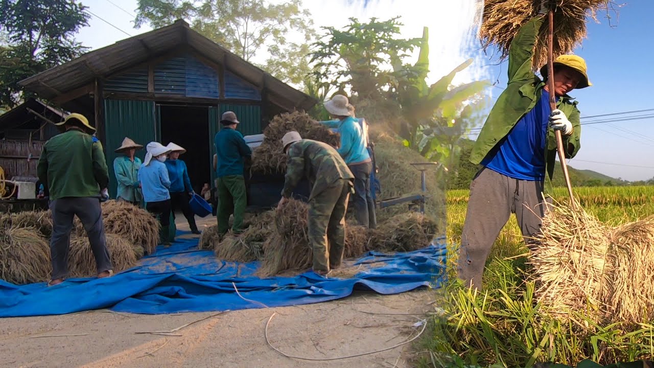 Harvesting rice of poor farmers - Daily life - Discover life - YouTube